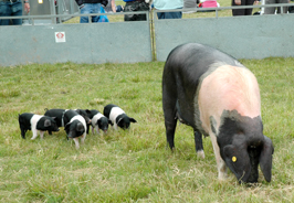 Home | Castlewellan & District Agricultural Show